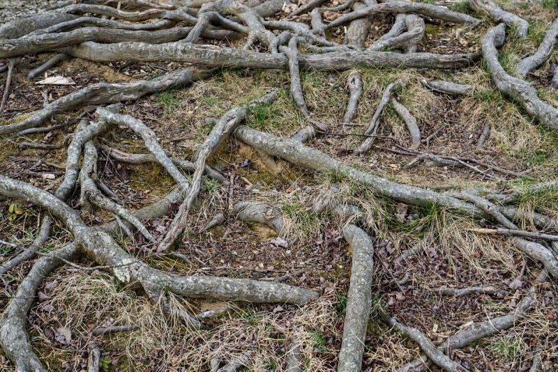 Old Gnarly Roots stock photo. Image of gnarled, aged - 88073440