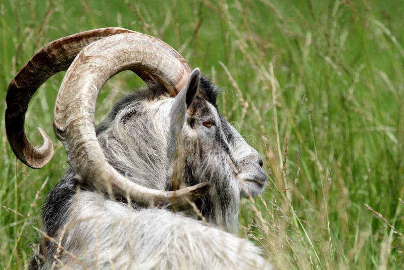 Old goat stock image. Image of tall, mammal, female, horns - 20113855