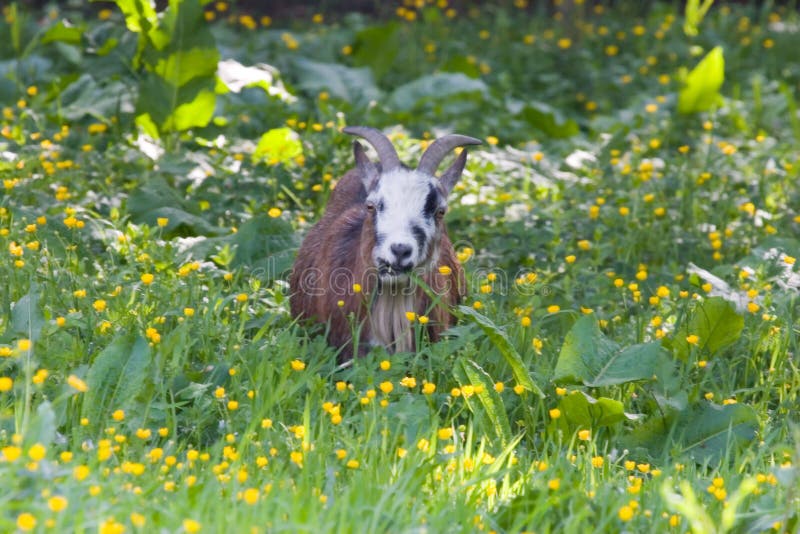 Old Goat Picture. Image: 2370816