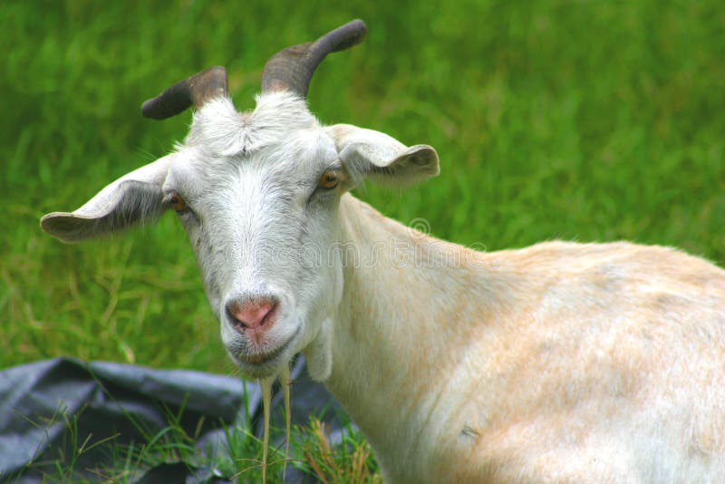 Old Goat stock image. Image of white, rural, animal, farm - 2595361