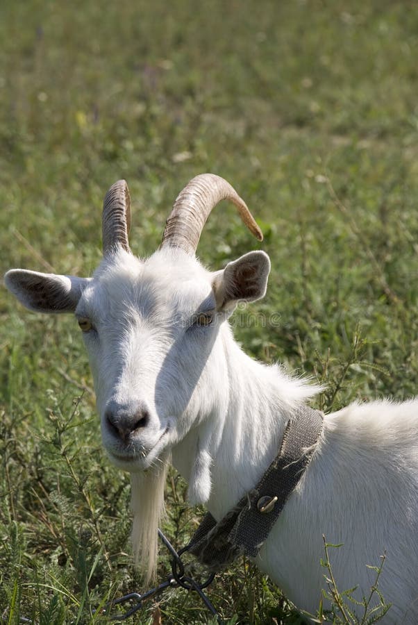Old Goat Free Stock Photos & Pictures, Old Goat Royalty-Free and Public ...
