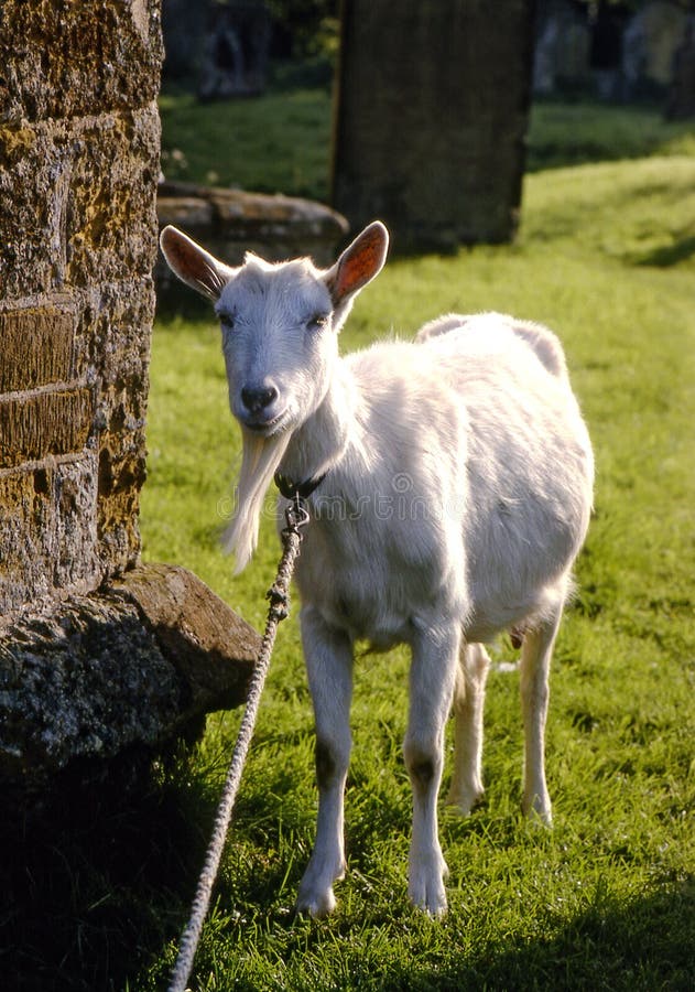 140+ Old goat Free Stock Photos - StockFreeImages