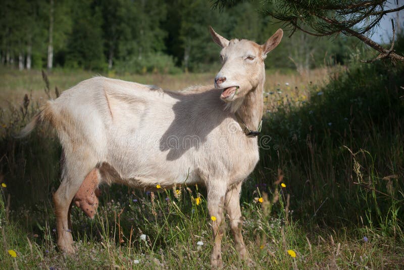 Saanen nanny nice goat stock image. Image of livestock - 113978197