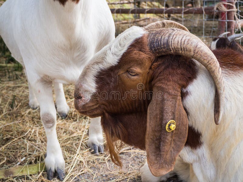 Old goat in farm stock photo. Image of floor, eating - 87868770
