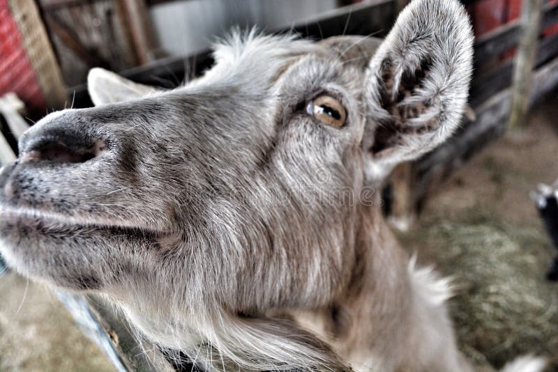 Old goat stock image. Image of donald, posed, humble - 67929075