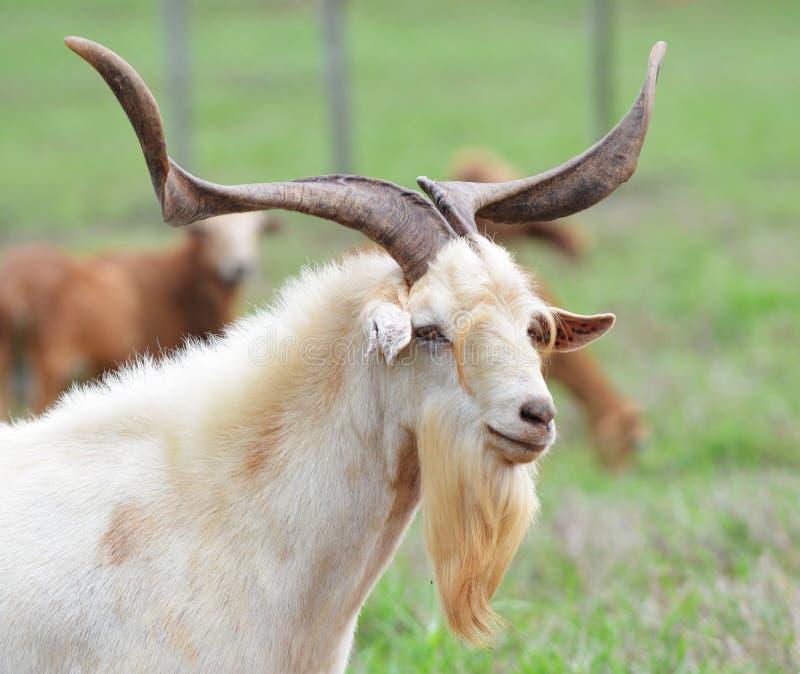 Old Goat Picture. Image: 143800