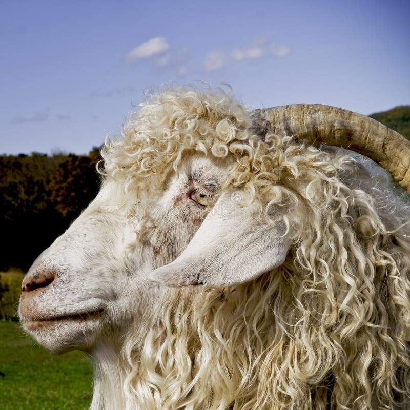 10,557 Old Goat Stock Photos - Free & Royalty-Free Stock Photos from ...