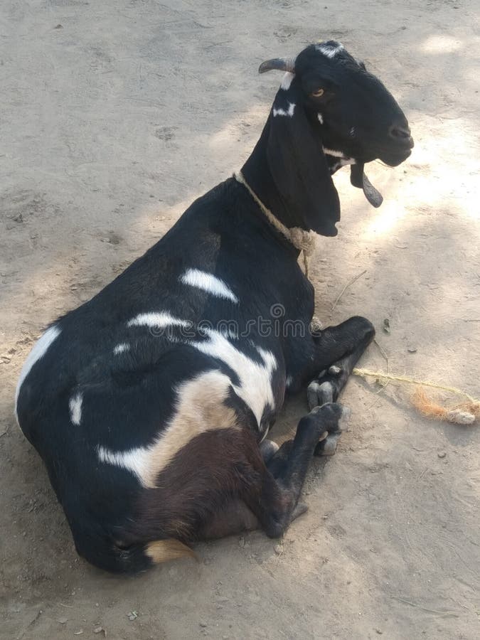 Old Goat Sitting on Soil for Rest Stock Photo - Image of sitting, rest ...