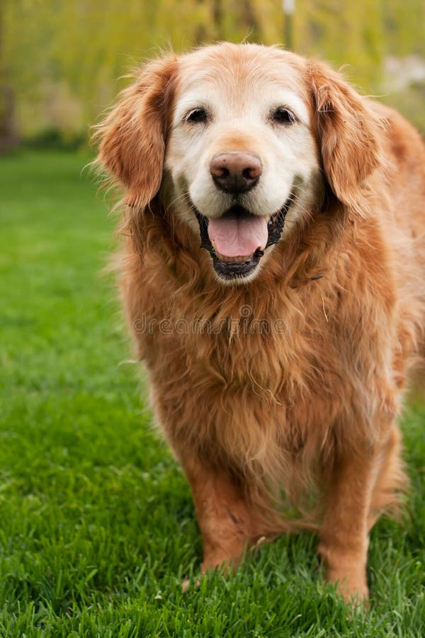 Old Golden Retriever stock image. Image of retriever - 25361631