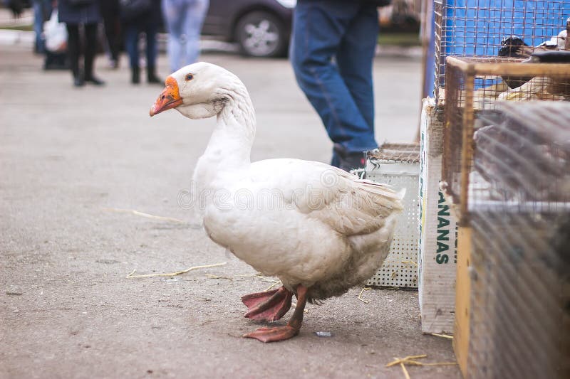 Old Goose Standing at Market Stock Image - Image of closeness, habitat ...