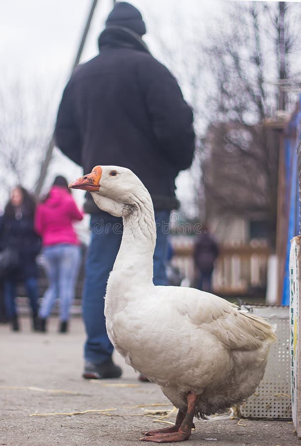 Old Goose Standing at Market Stock Photo - Image of huddle, feet: 81383138