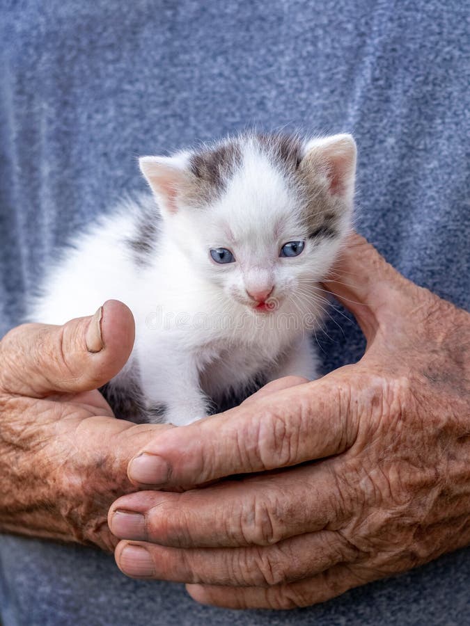 An Old Grandfather Holds a Small Cute Kitten in His Hands Stock Image ...