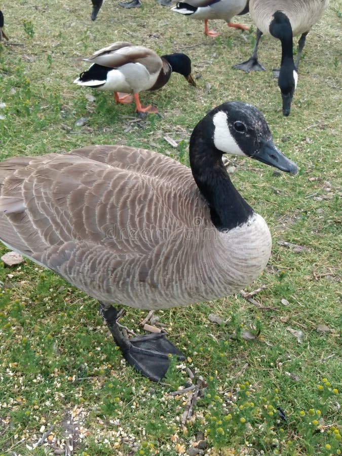 Grandma Duck Stock Photos - Free & Royalty-Free Stock Photos from ...