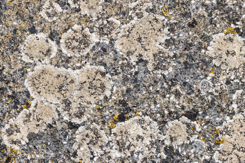 Old Granite Stone Overgrown with Lichen Stock Photo - Image of rough ...