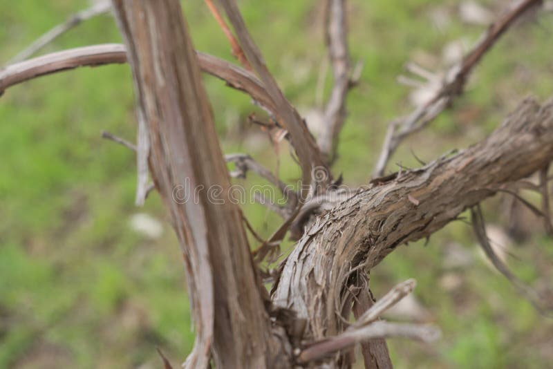 Grape and Stem Closeup stock image. Image of fresh, ripe - 28320297