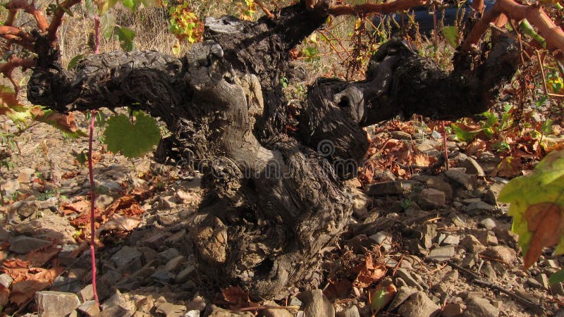 Old grape vine stock image. Image of spainish, vineyard - 76826211