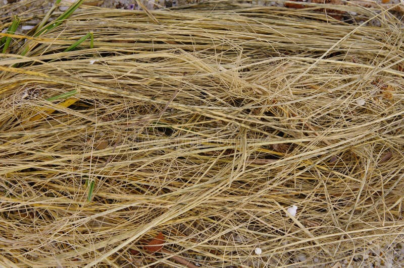 Old grass on beach stock image. Image of grass, yellow - 29048969