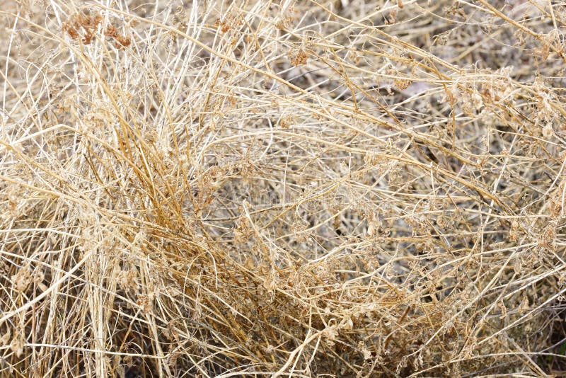 Old Grass. Dry Grass Cover Background Texture Stock Image - Image of ...