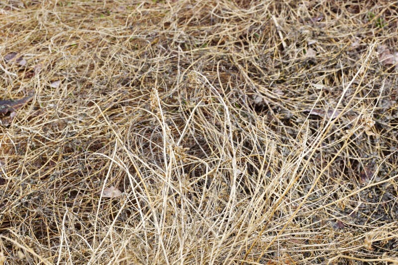 Old Grass. Dry Grass Cover Background Texture Stock Photo - Image of ...