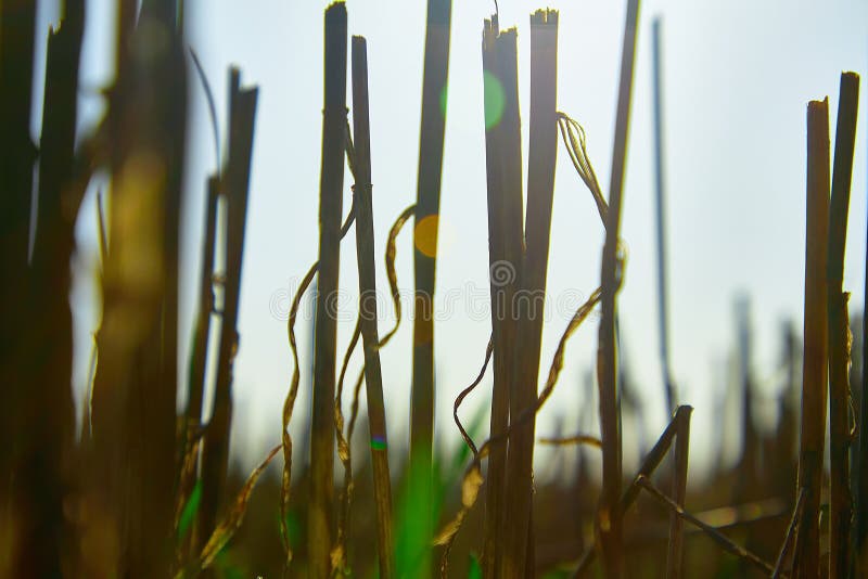 Old Grass Left Over from a Lawn Mower Stock Image - Image of autumn ...