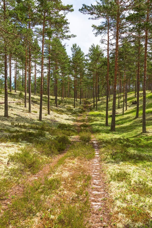 Grass shoulder road stock image. Image of road, country - 42843277