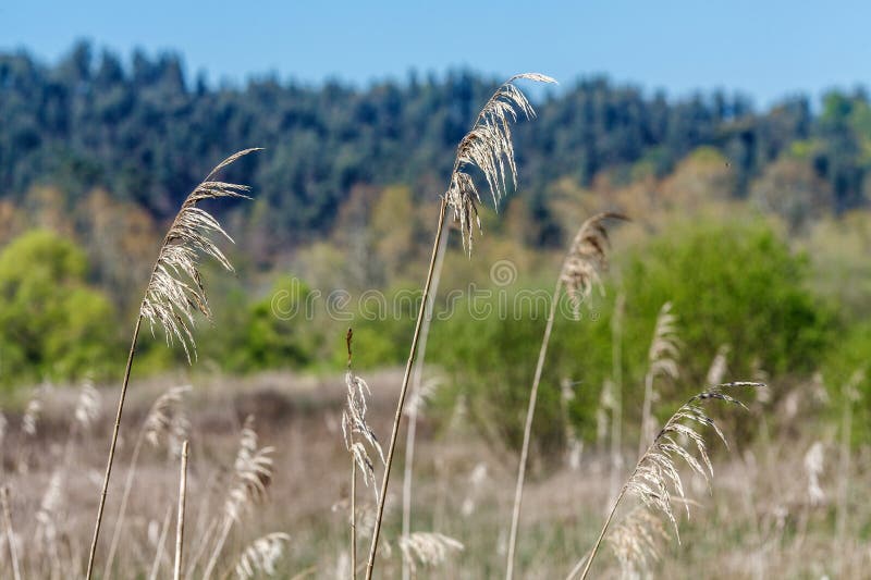Old grass on the swamp stock image. Image of tree, portugal - 365409795