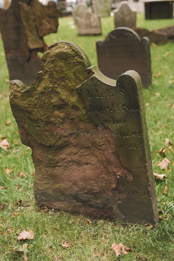 118 Purple Finch Flower Background Stock Photos - Free & Royalty-Free ...