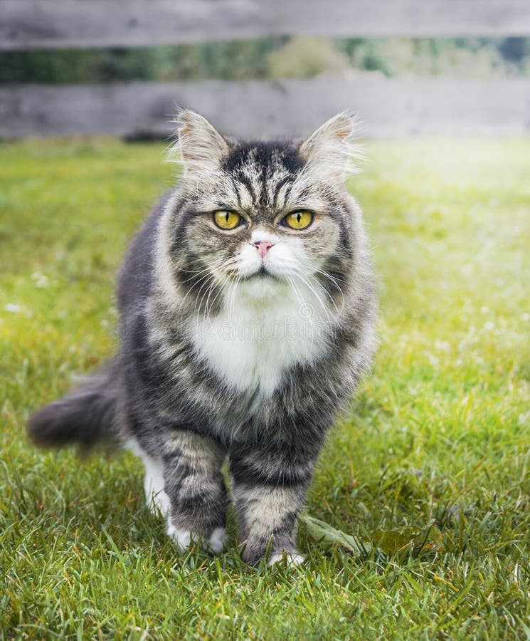 Old Gray Cat in Autumn Garden on Grass Stock Image - Image of ginger ...