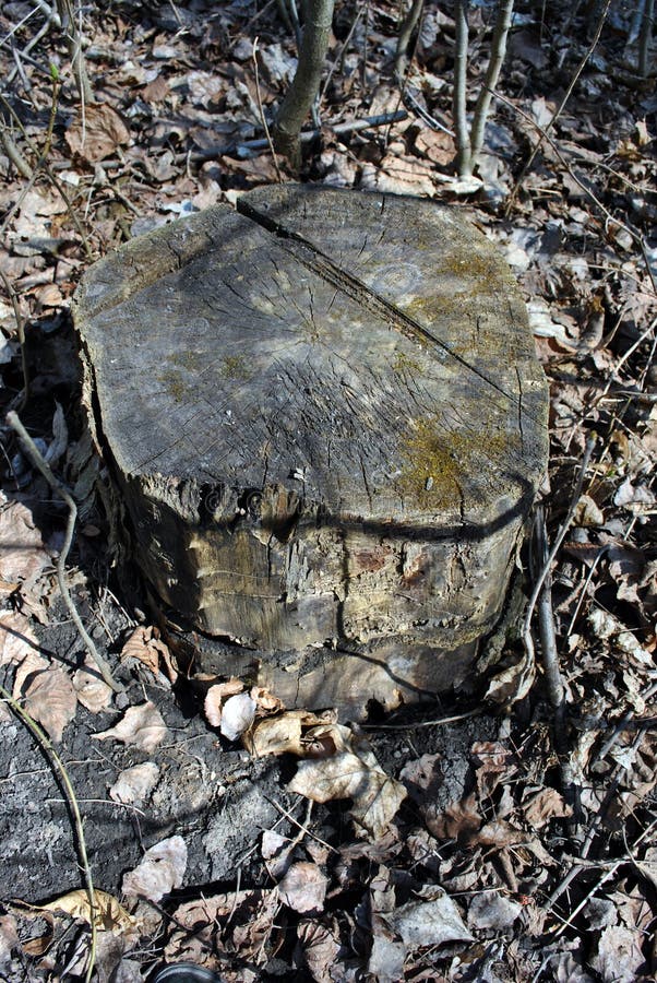 Old Gray Chestnut Tree Stump, on Rotten Leaves Background Stock Image ...