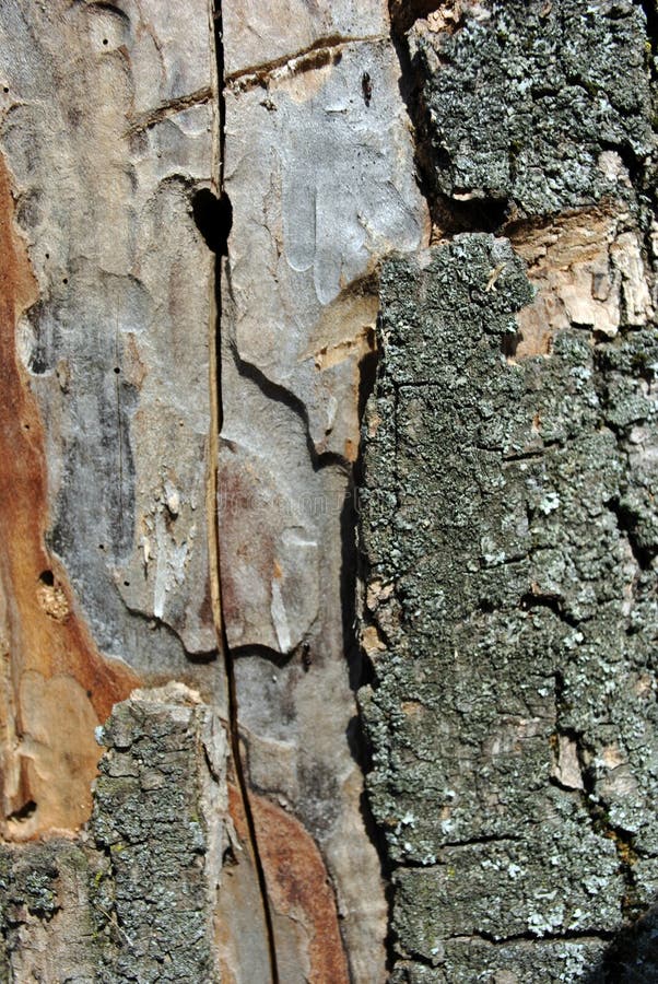 Old Cracked Tree Trunk Textured, Sawed Section Top View, Cracked from ...