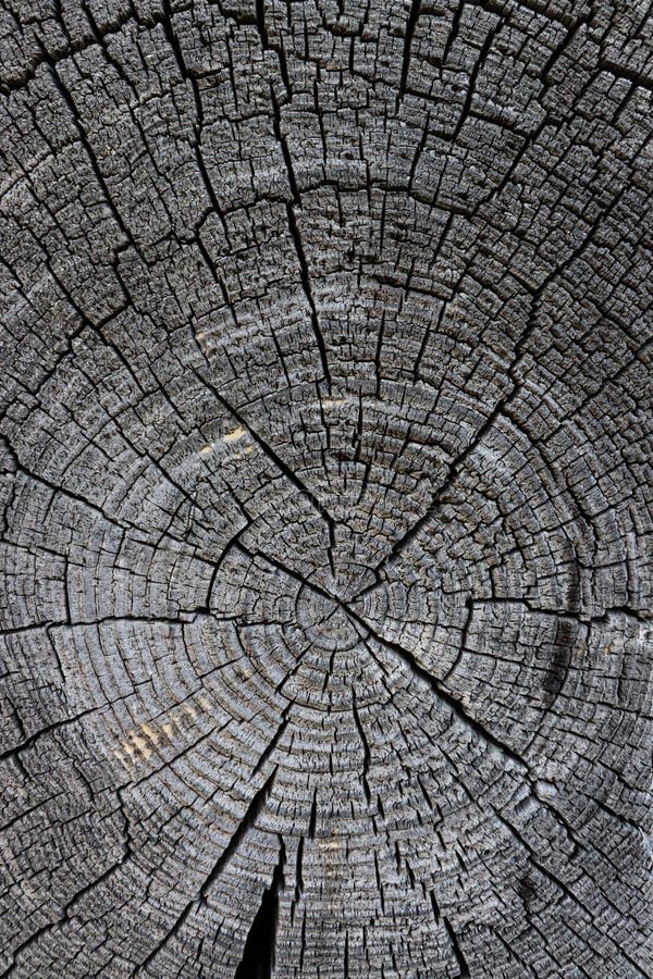 Old gray log. stock image. Image of line, natural, symmetry - 282435937