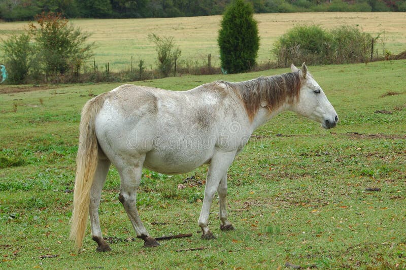 Old Gray Mare Picture. Image: 1534089