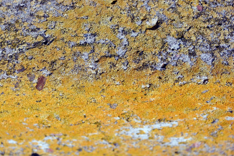 Old Gray Rough Texture Concrete Wall with Yellow Moss, Grunge ...