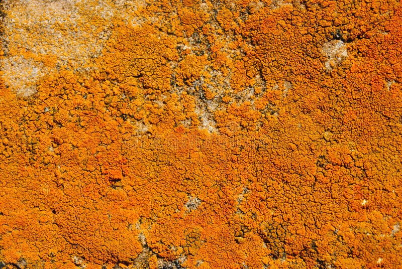 Old Gray Rough Texture Concrete Wall with Yellow-red Moss, Grunge ...