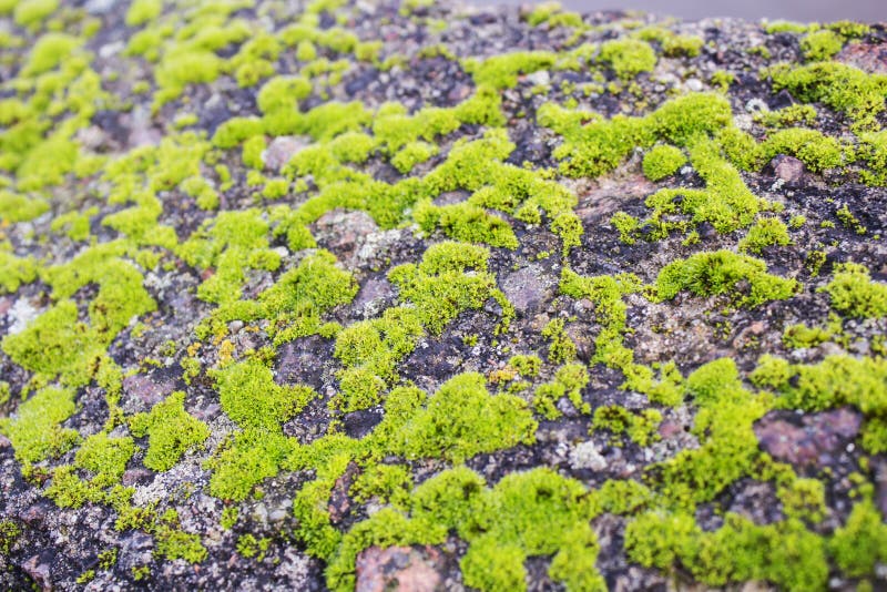 Old Gray Stone Wall with Green Moss Texture Background Stock Image ...