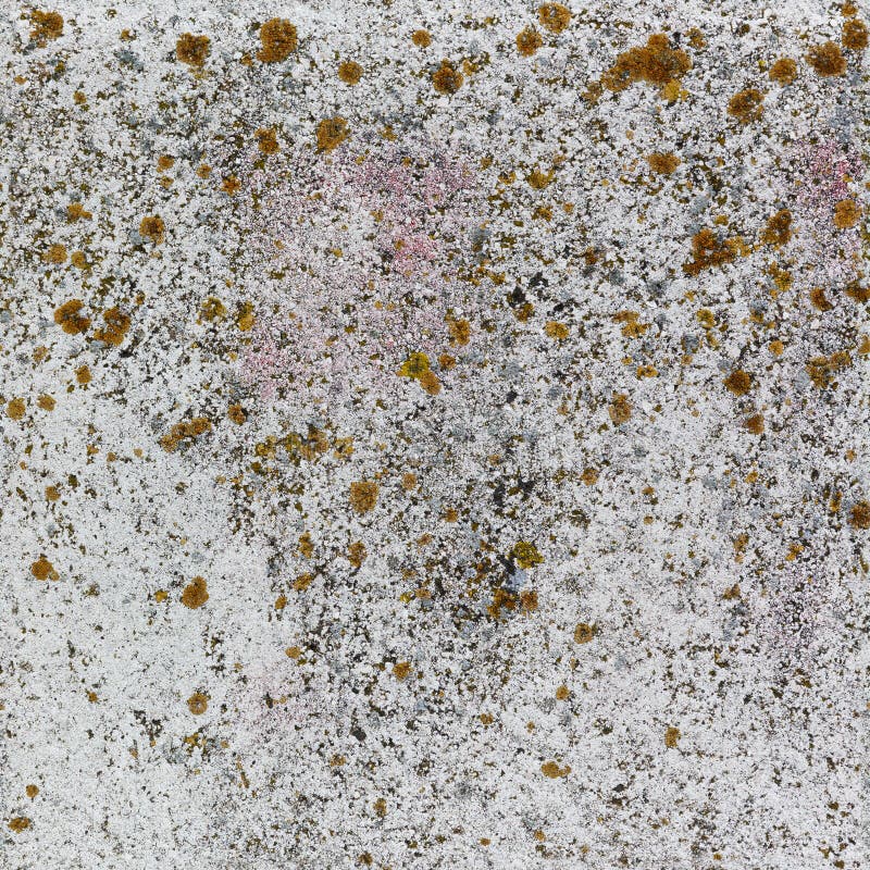 Moss Seamless Texture. stock image. Image of closeup - 29780037