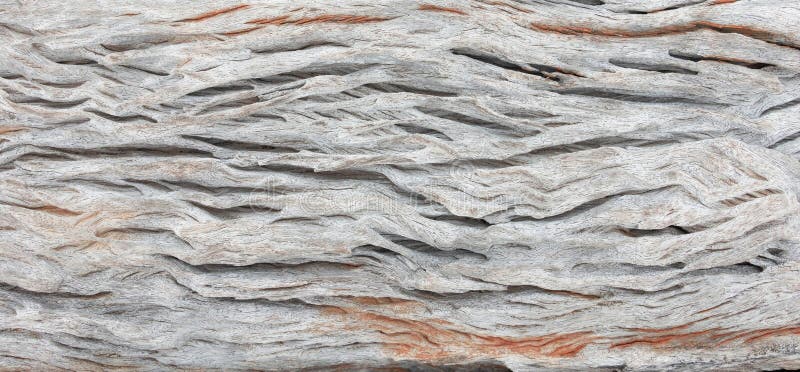Old Gray Swirly Bark Background Stock Image - Image of bark, details ...