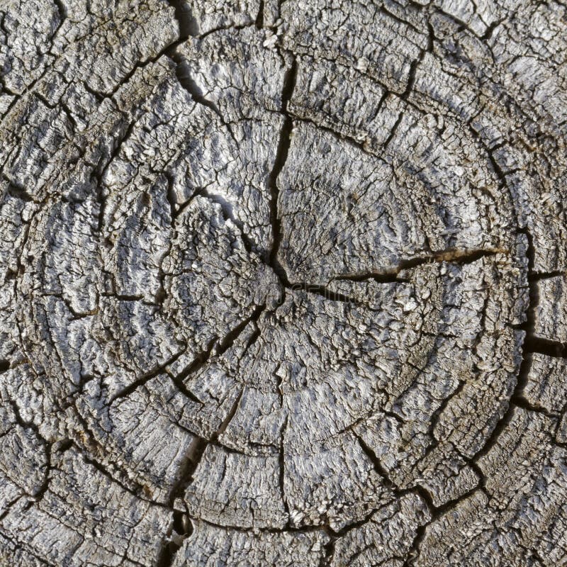 Old Gray Tree Stump in Germany Stock Photo - Image of structure, trees ...