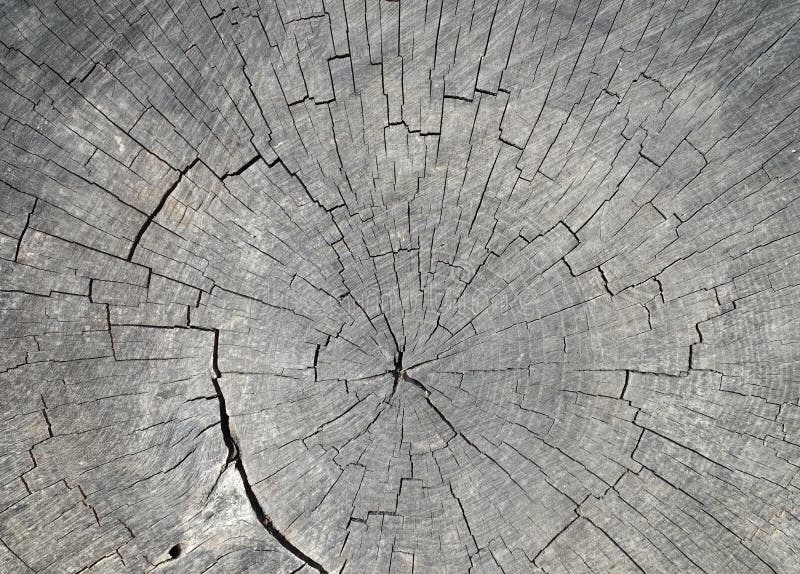 Old Gray Tree Trunk Cut Texture Stock Photo - Image of elements, brown ...