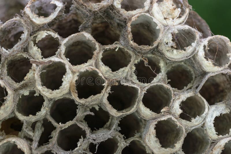 161 Paper Wasp Nest Close Up Texture Background Stock Photos - Free ...