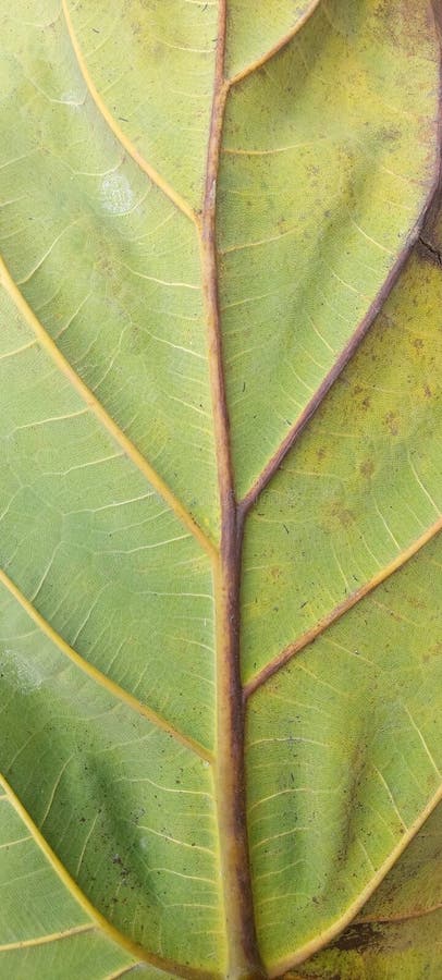 The Old Green Leaf with Great Texture Stock Photo - Image of shrub ...