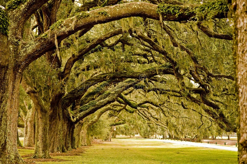 Old Green Oak Limbs stock image. Image of greenery, lane - 9336247