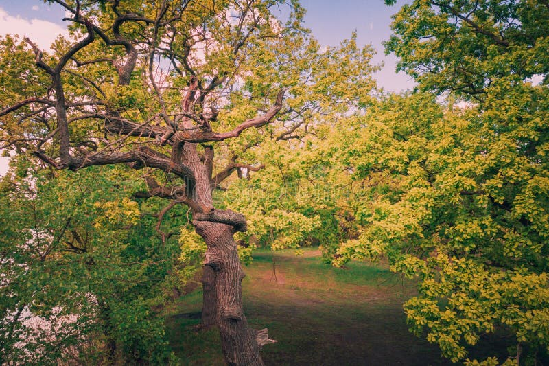 Old Green Oak. Spring Day in the Oak Fores Stock Photo - Image of ...