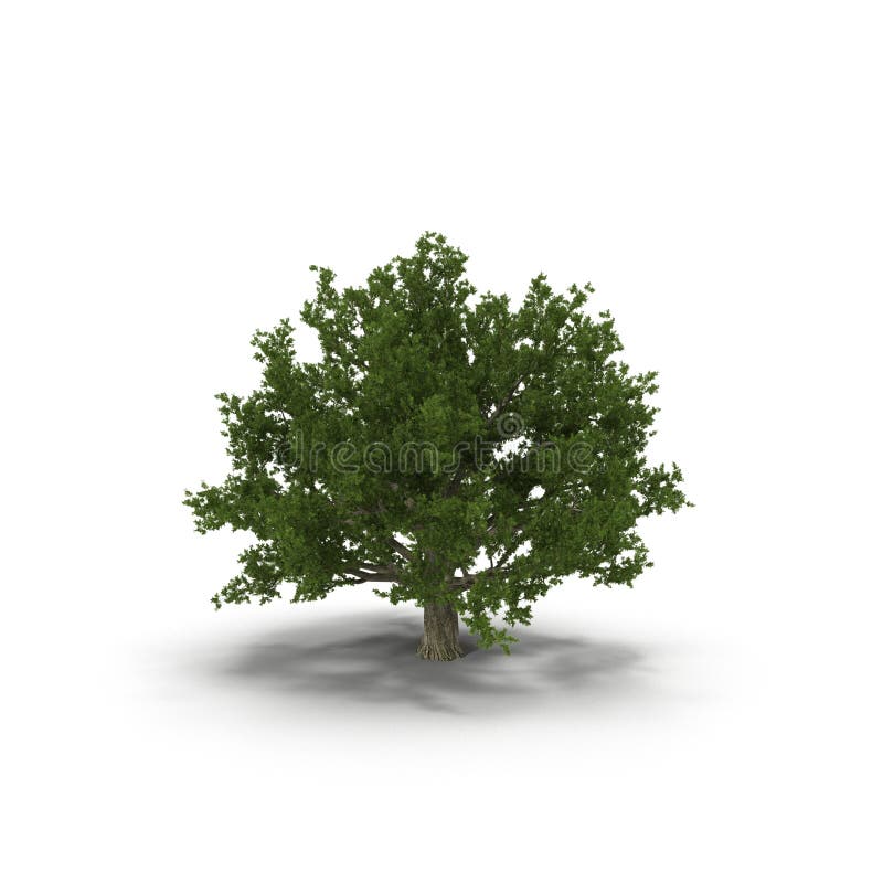 Old Green Summer Old Maple Tree Isolated on White. 3D Illustration ...