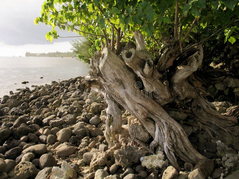 Old Green Tree on the Beach Shore in Bora Bora. French Polynesia Stock ...
