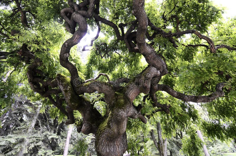 Curvy Tree Stock Photos - Download 4,817 Royalty Free Photos