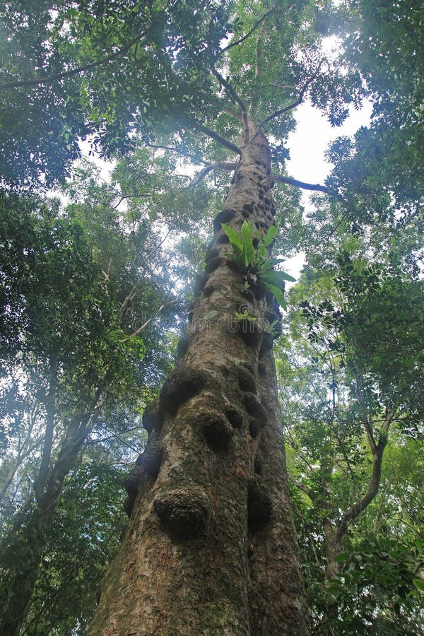 Old Green Tree in the Forest is Very Impressive Stock Photo - Image of ...