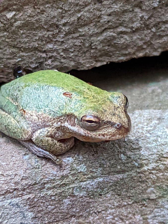 Old Green Tree Frog Sitting on Stone Stock Image - Image of reptile ...