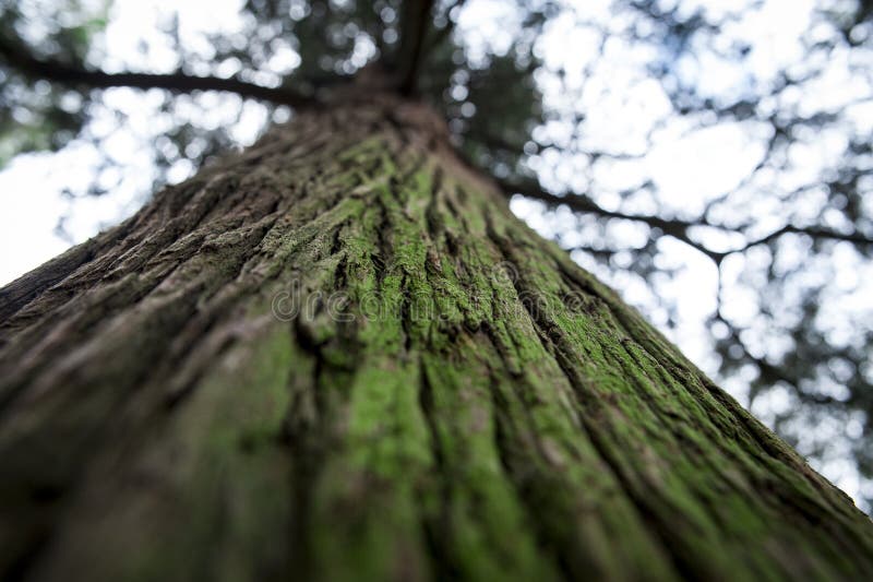 Free Pictures Bark Savanah Stock Photos - Free & Royalty-Free Stock ...