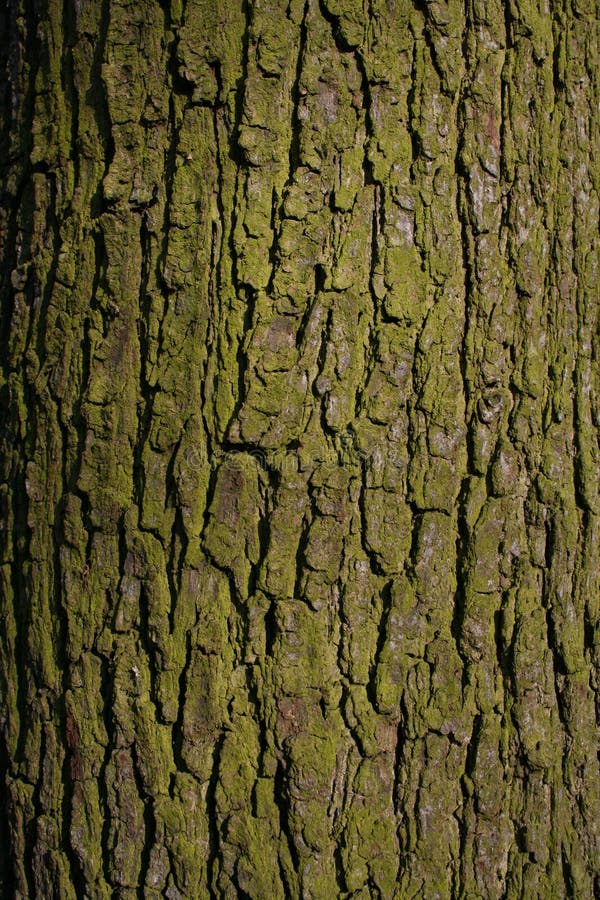 Old green tree texture stock photo. Image of forest, autumn - 2312770